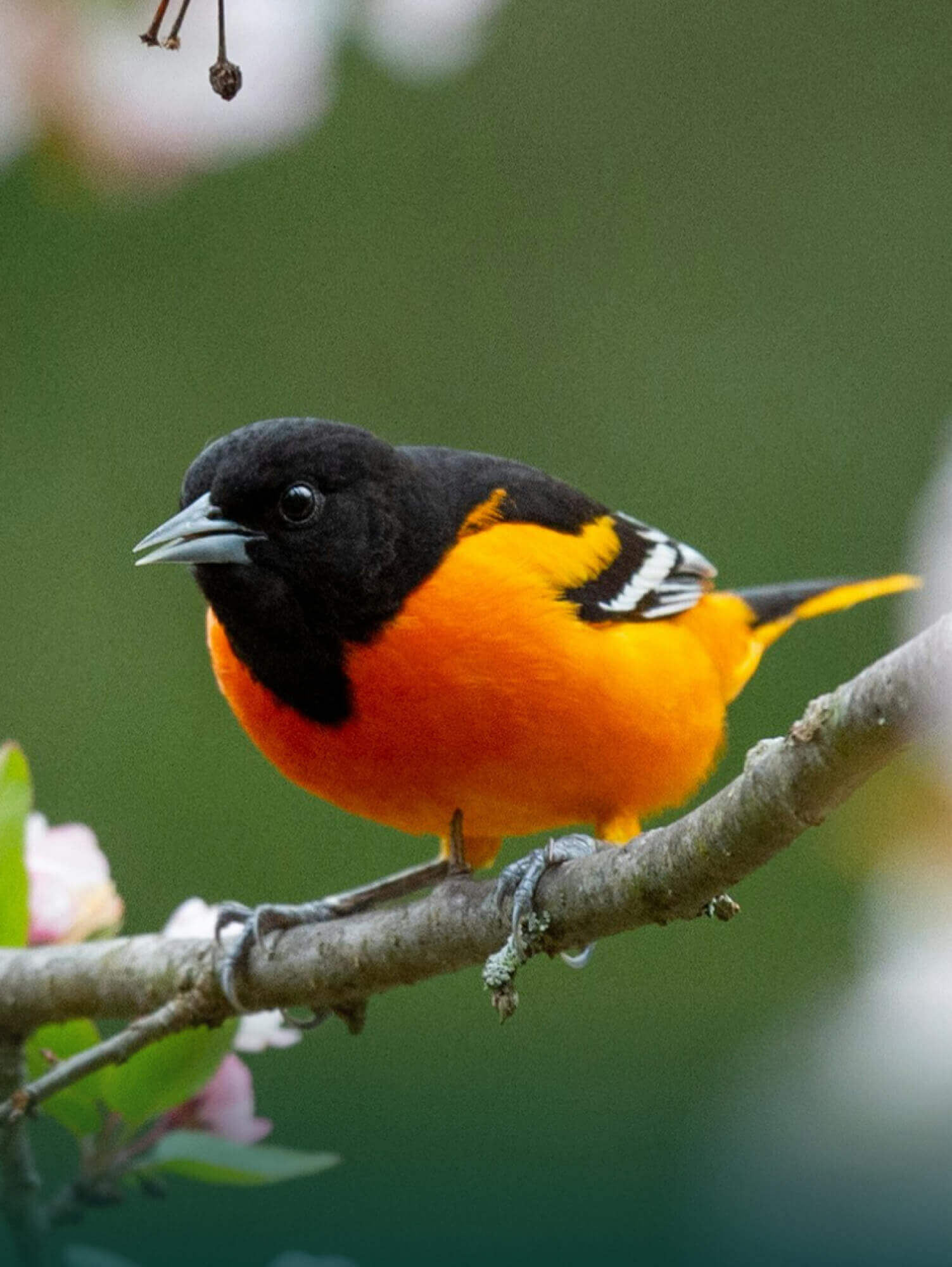 One Bird a Day - Friday June 14 2024